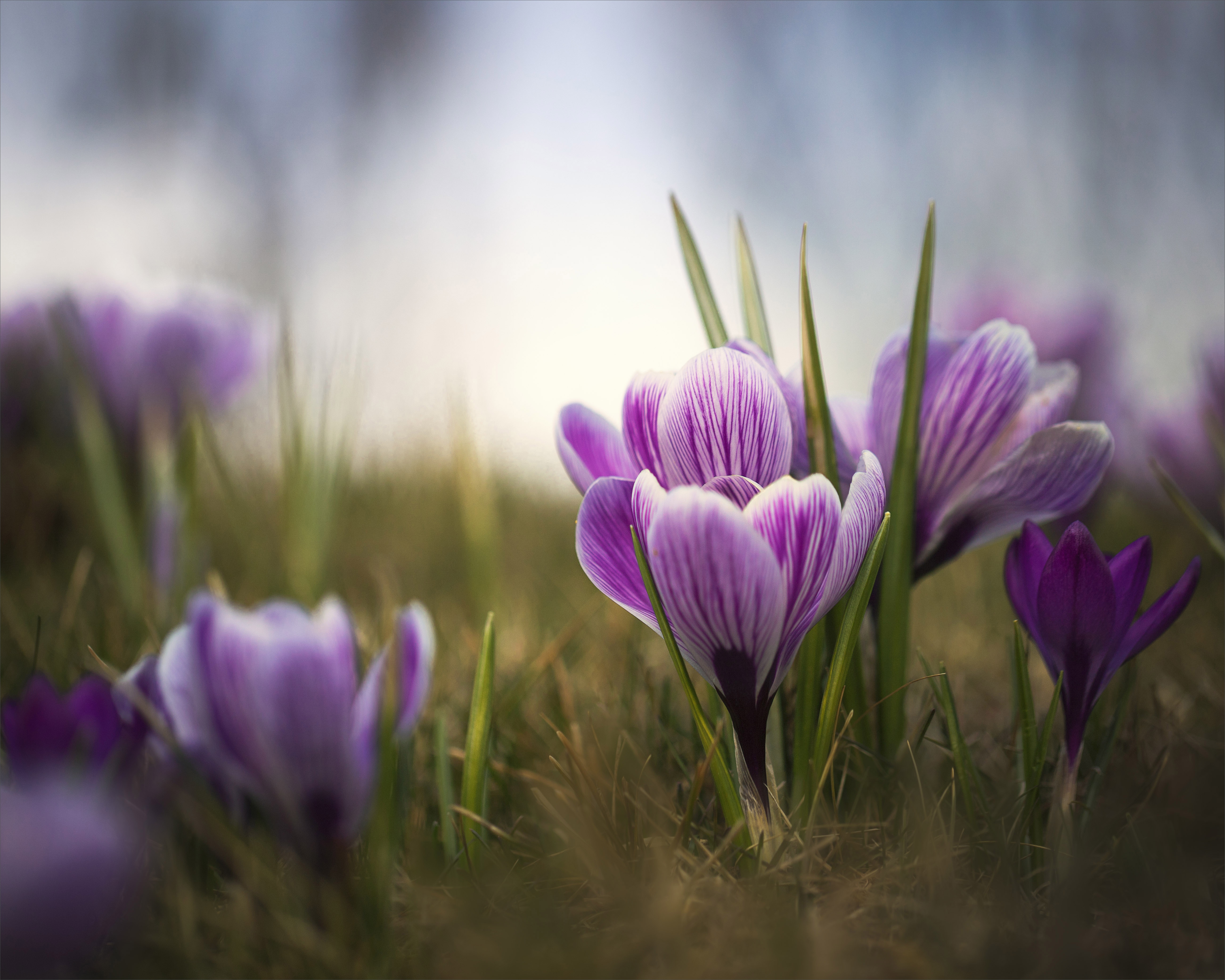 Download Macro Purple Flower Spring Nature Crocus 4k Ultra HD Wallpaper