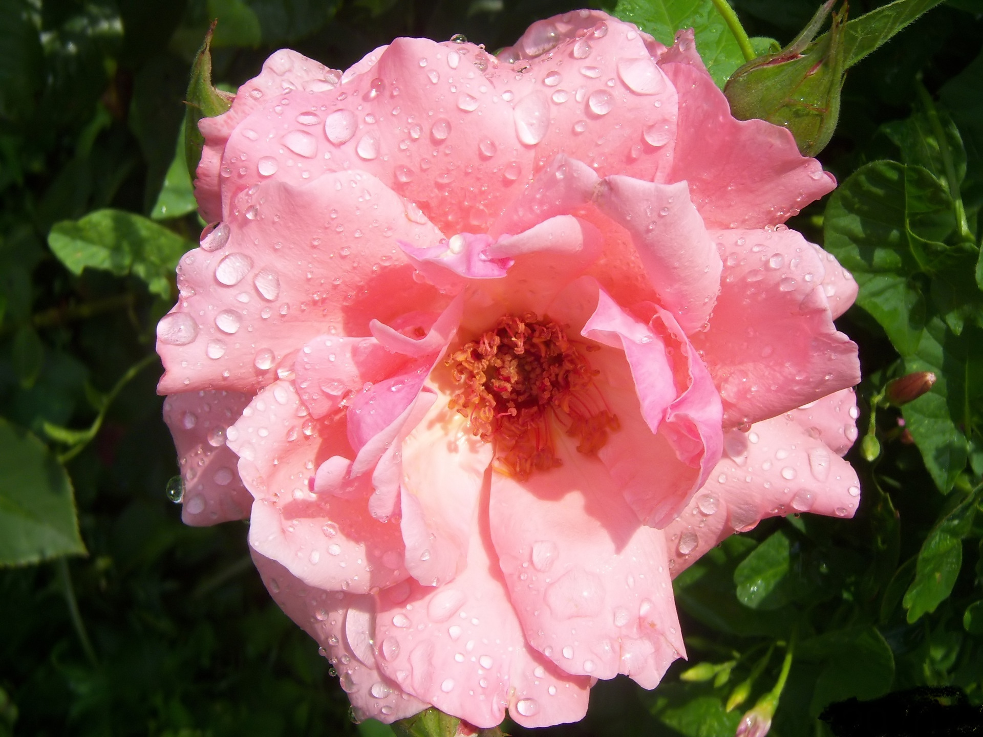 Download Nature Rose HD Wallpaper by Meduzanol