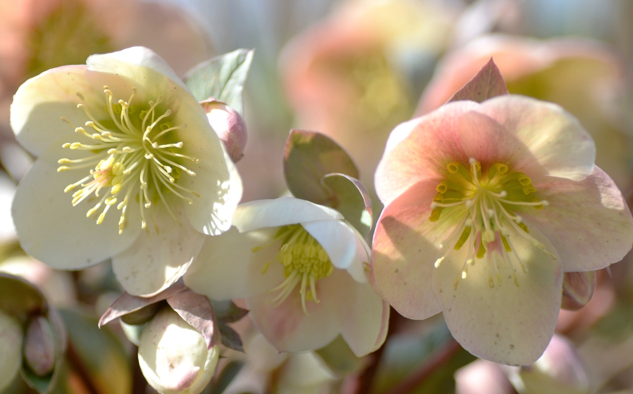 Hellebore HD Wallpaper | Background Image | 2048x1310