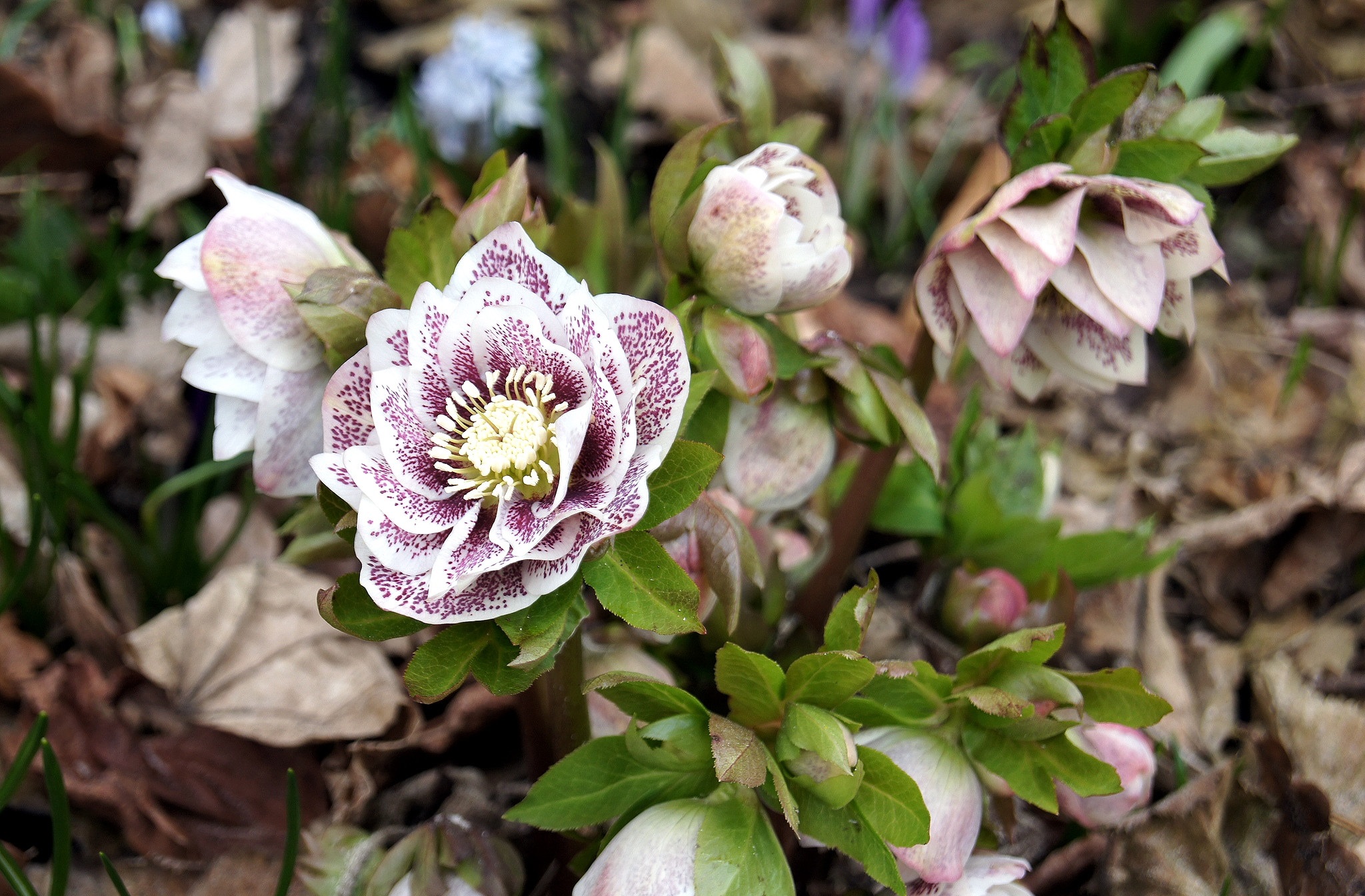 Hellebore HD Wallpaper