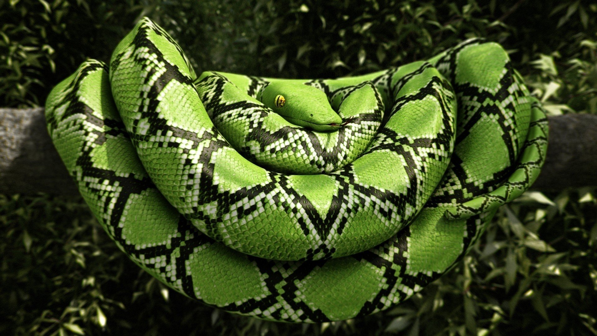 Download Boa Constrictor Animal Snake HD Wallpaper