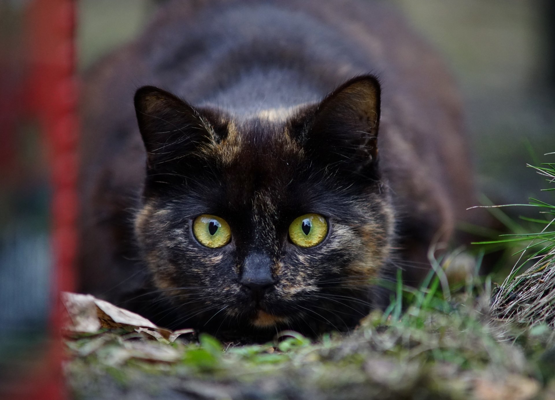 4K Ultra HD Intense Cat Stare: Nature’s Fierce Gaze