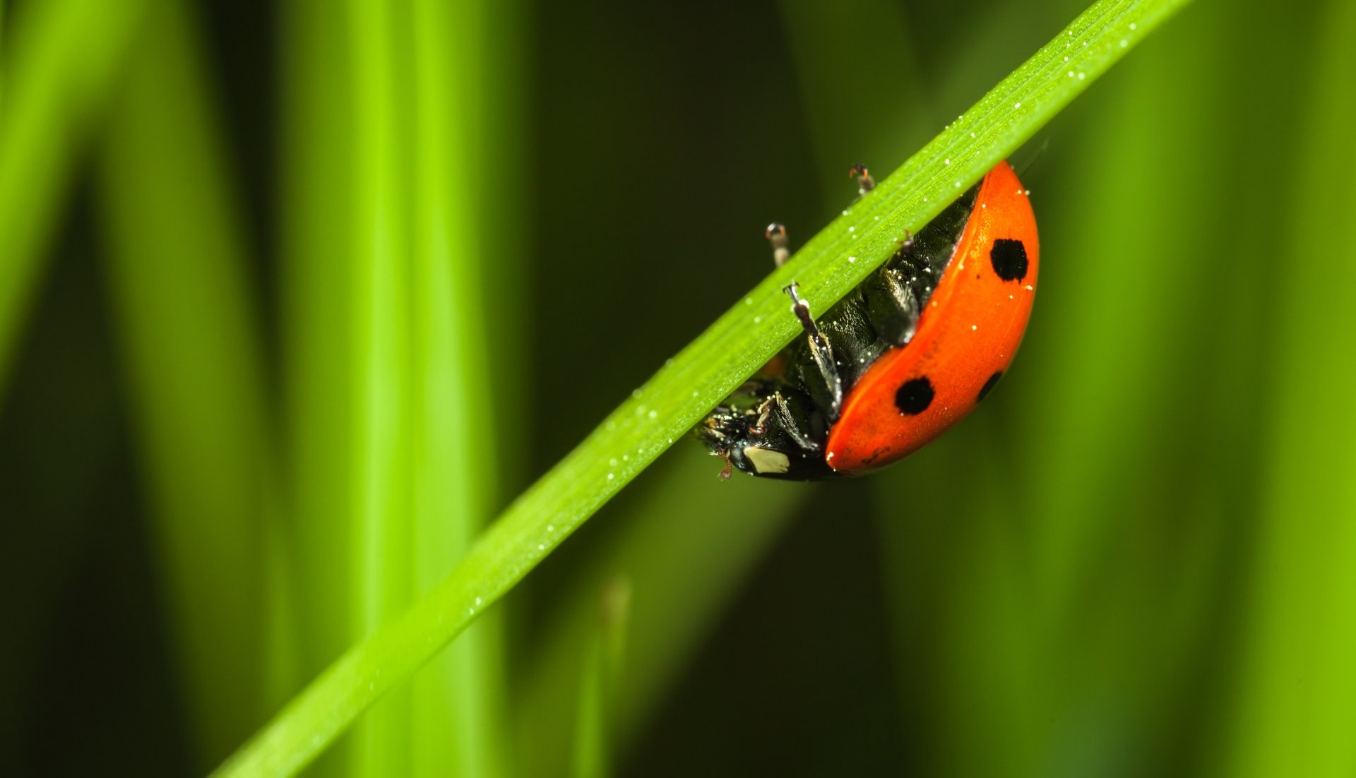 Animal Ladybug 4k Ultra HD Wallpaper