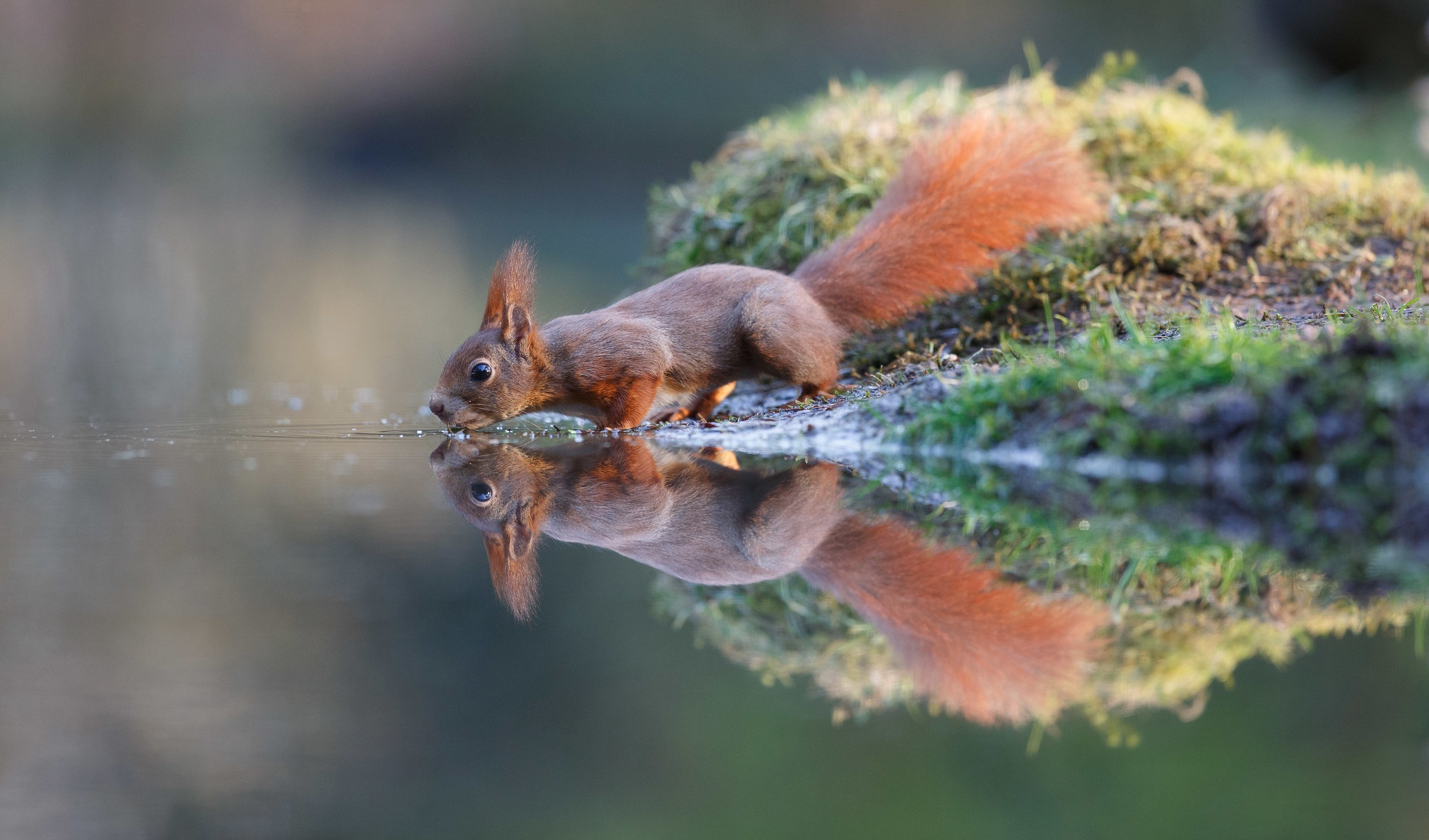 Download Reflection Water Rodent Animal Squirrel HD Wallpaper