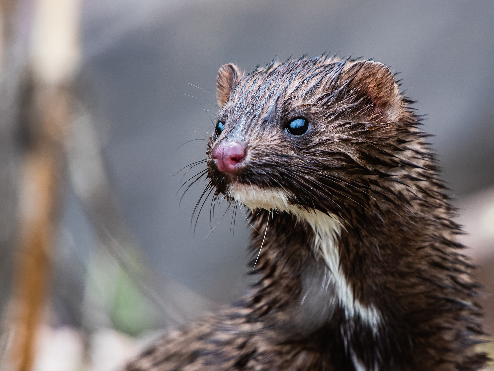 Download Animal Marten HD Wallpaper