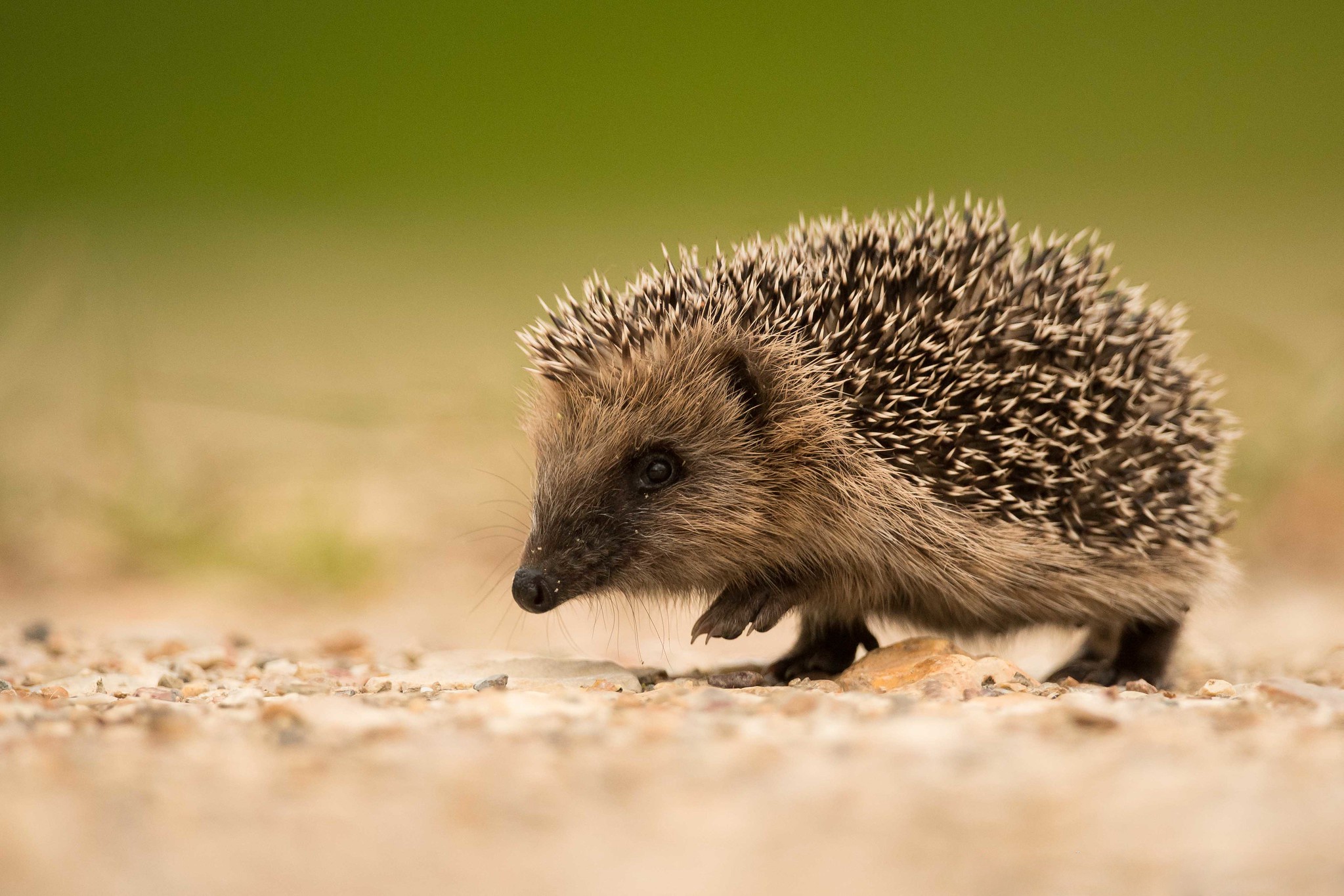 Download Animal Hedgehog HD Wallpaper
