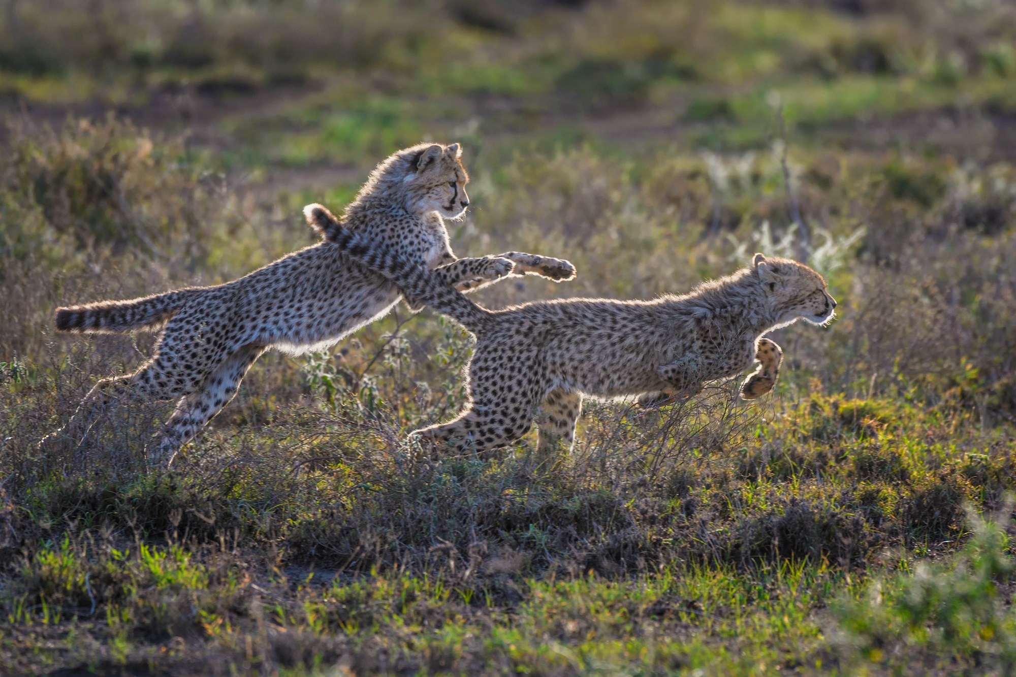 Baby Cheetah Running Wallpaper 1080x1800px | Free Download | HD