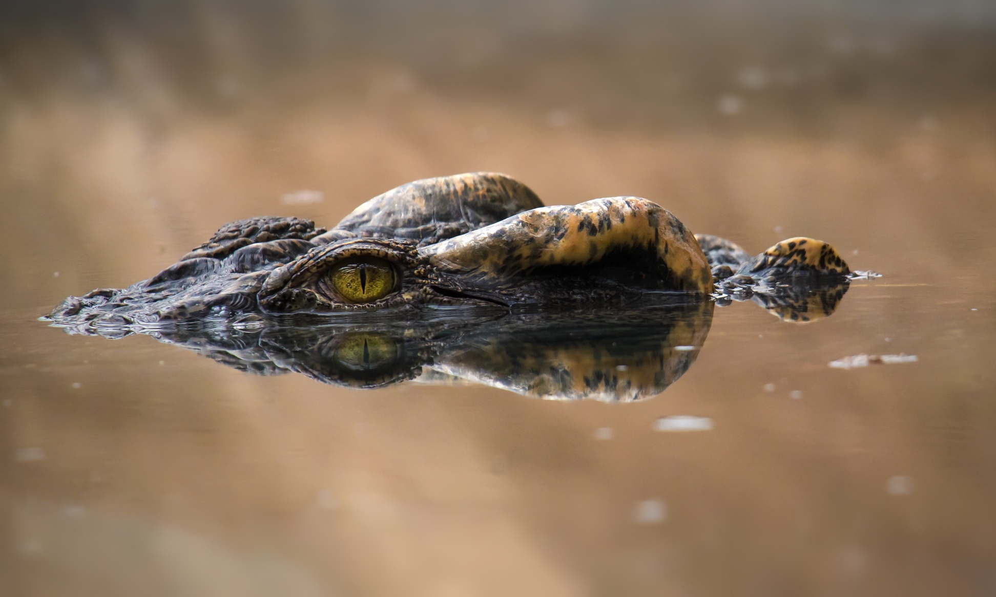 Animal Alligator HD Wallpaper
