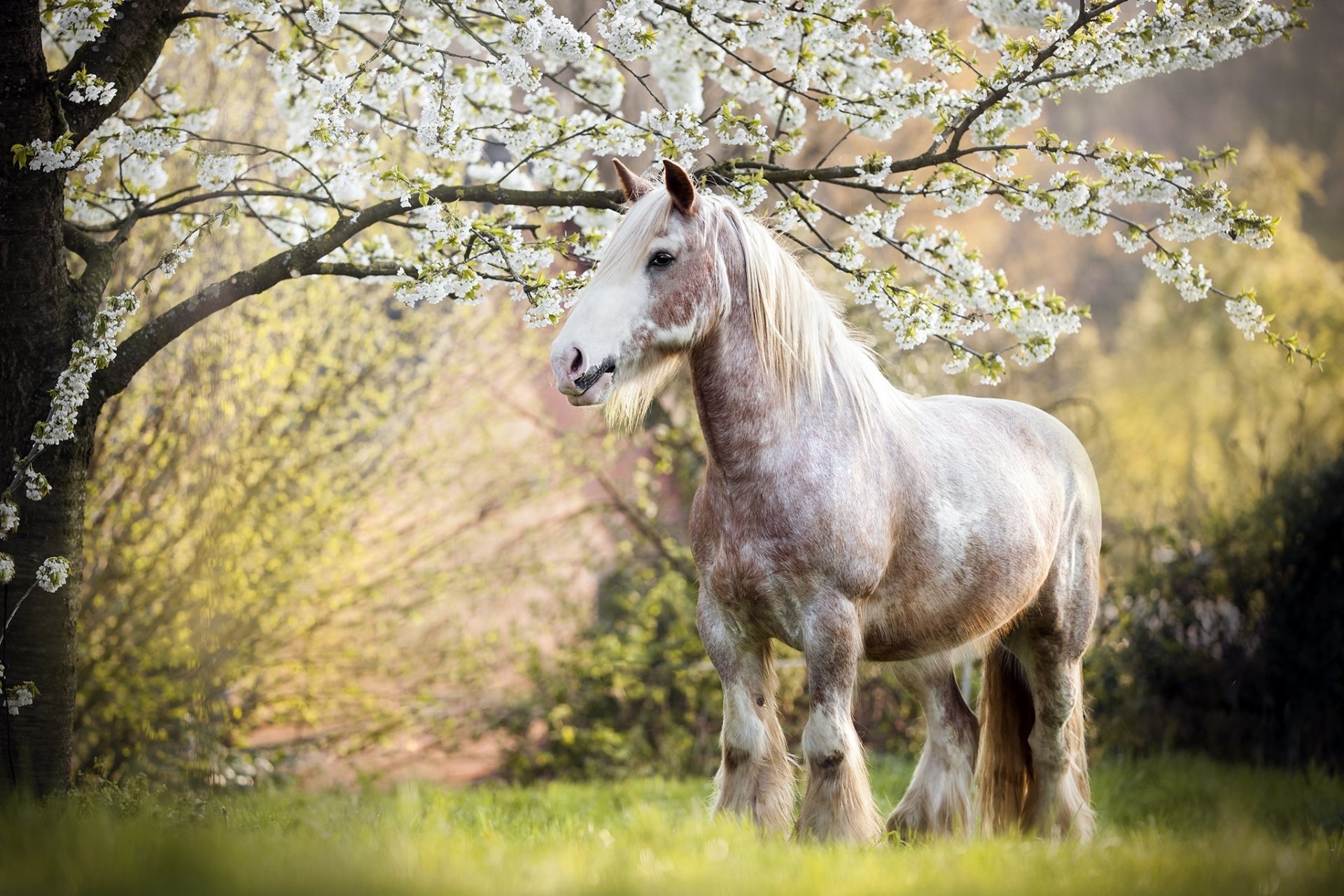 Download Blossom Animal Horse HD Wallpaper