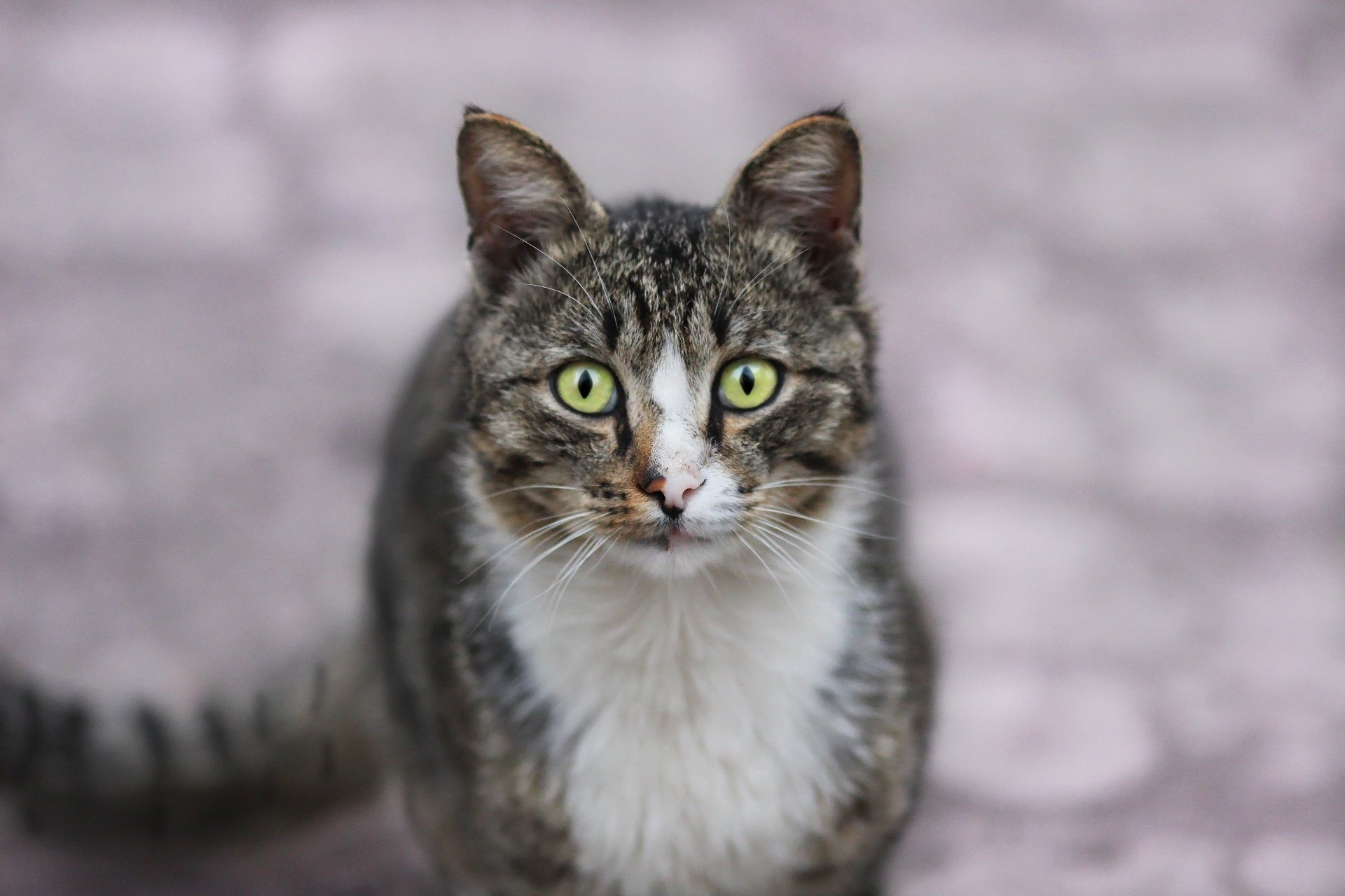 Intense Gaze: HD Cat Stare Wallpaper | 1920x1280 | Wallpaper Abyss