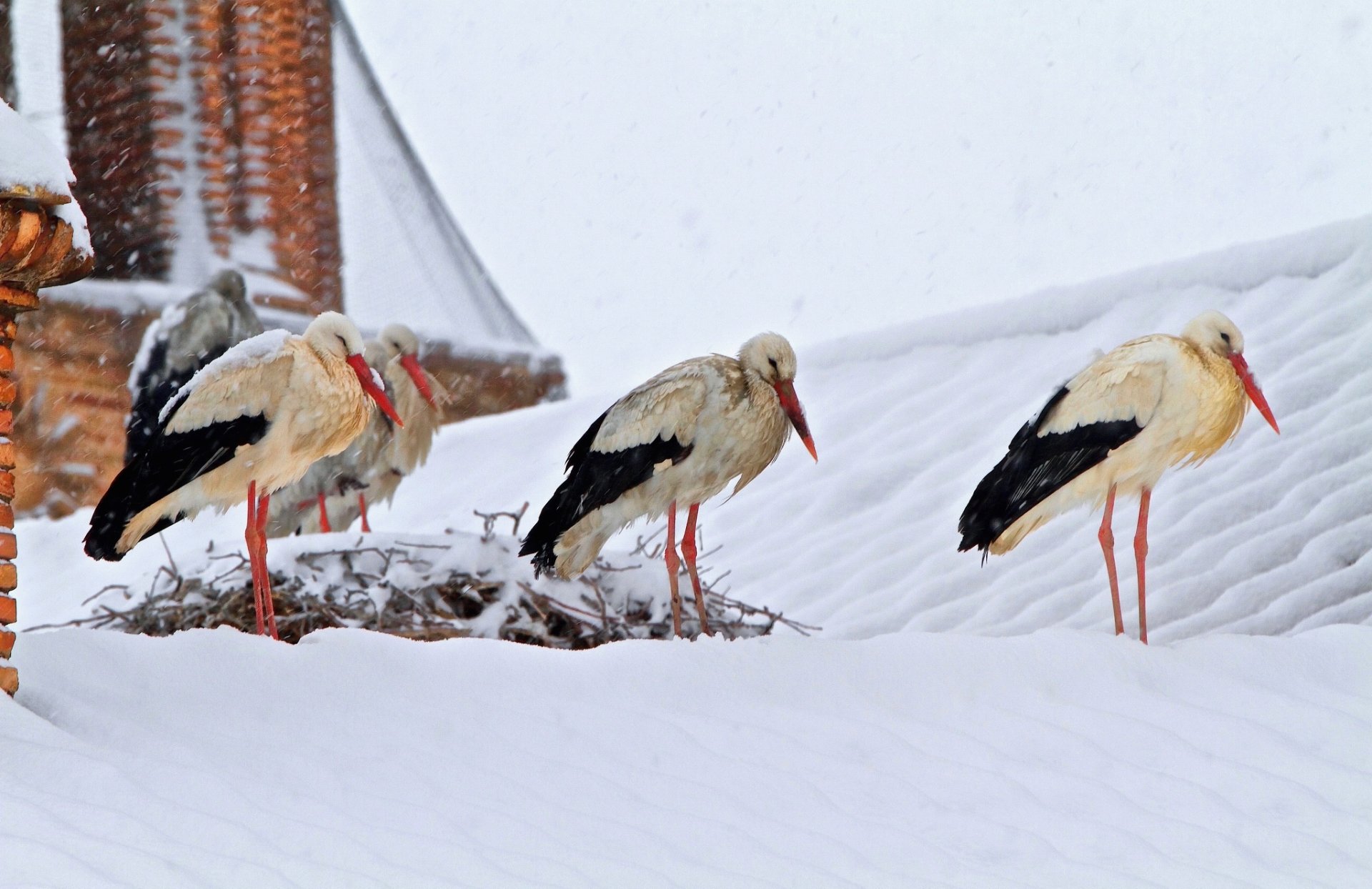 Download Snow Winter Bird Animal White Stork HD Wallpaper