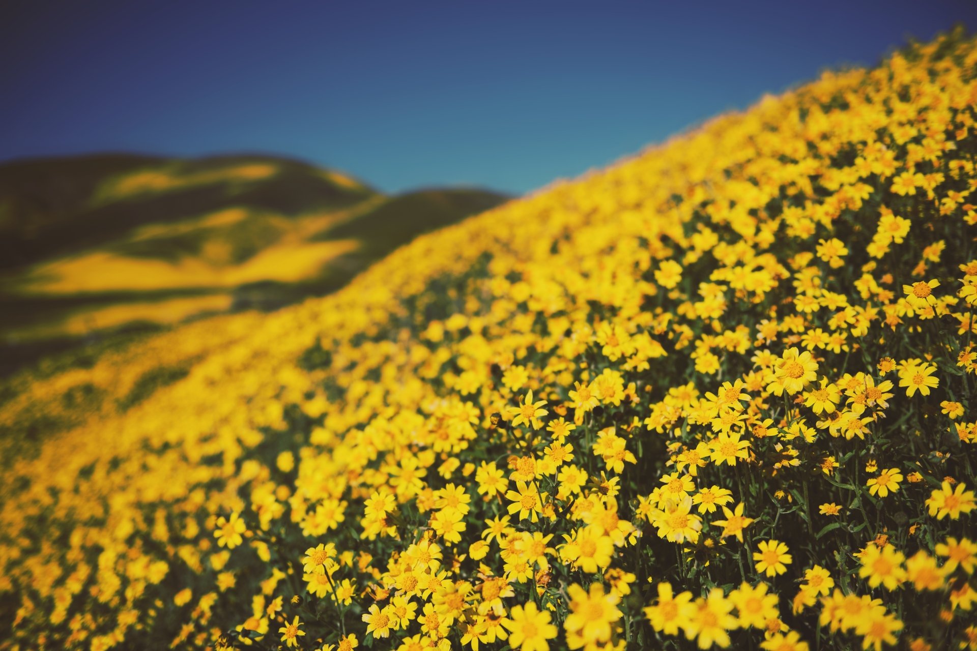 8K Ultra HD: Vibrant Yellow Flowers in Stunning Depth of Field Nature ...