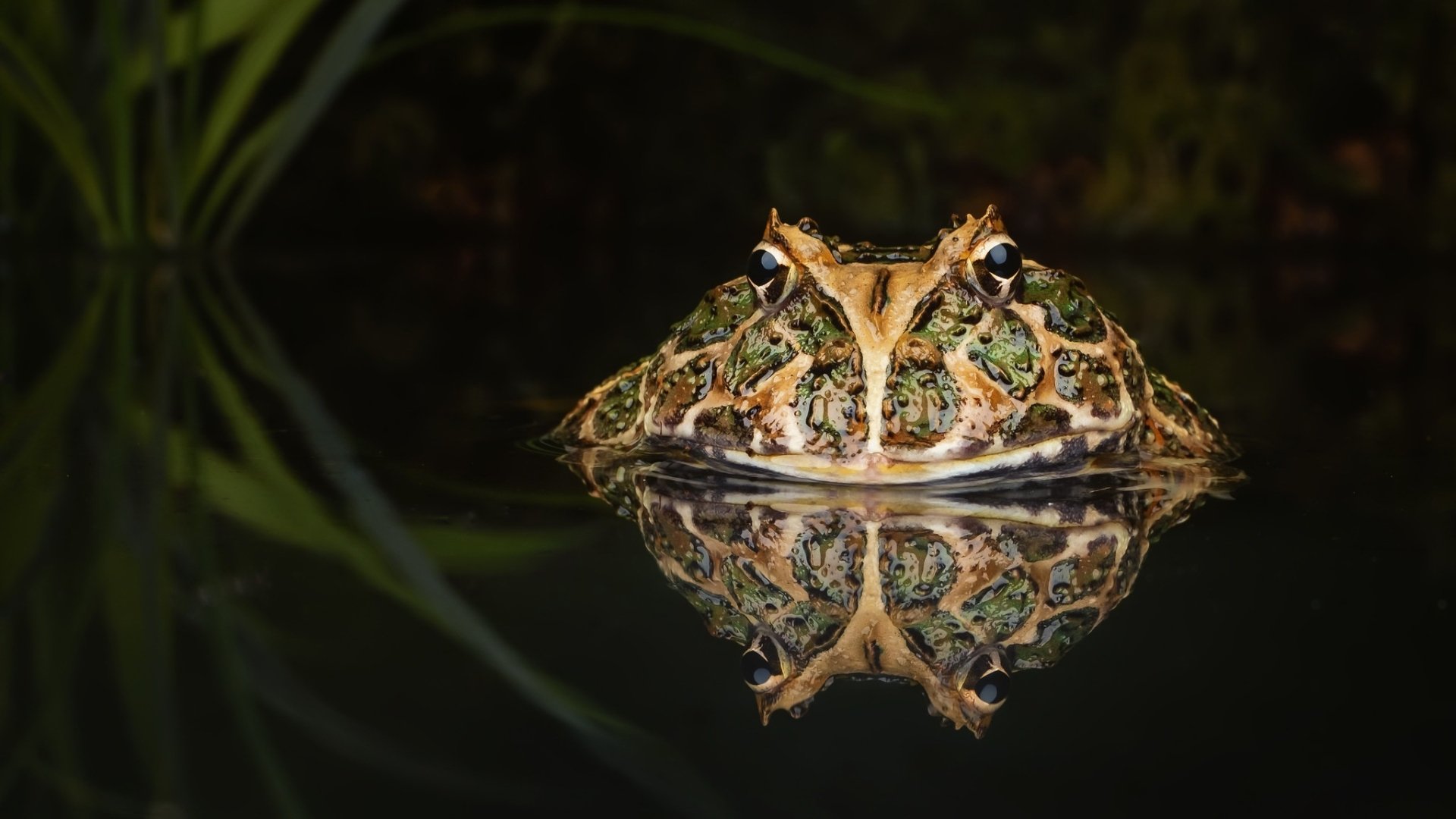 Download Devil Frog Reflection Amphibian Animal Frog HD Wallpaper