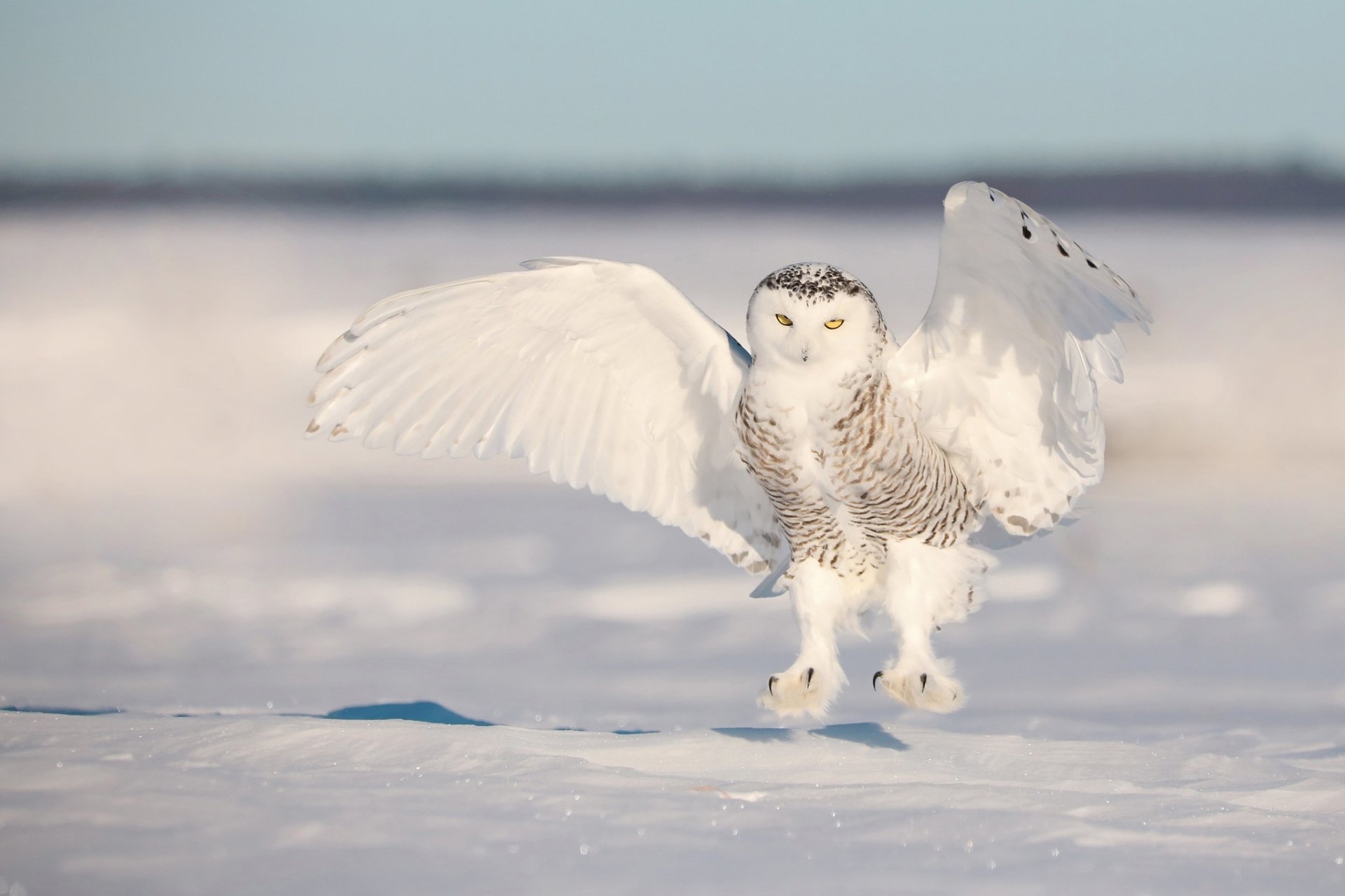Download Snow Bird Owl Animal Snowy Owl HD Wallpaper