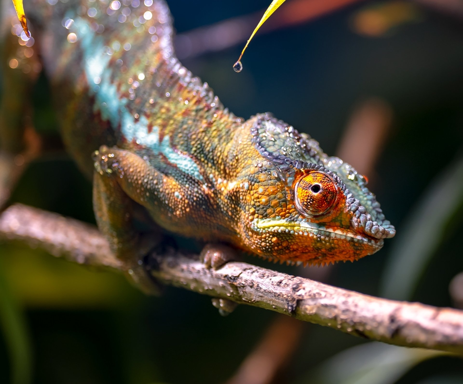 Animal Chameleon HD Wallpaper