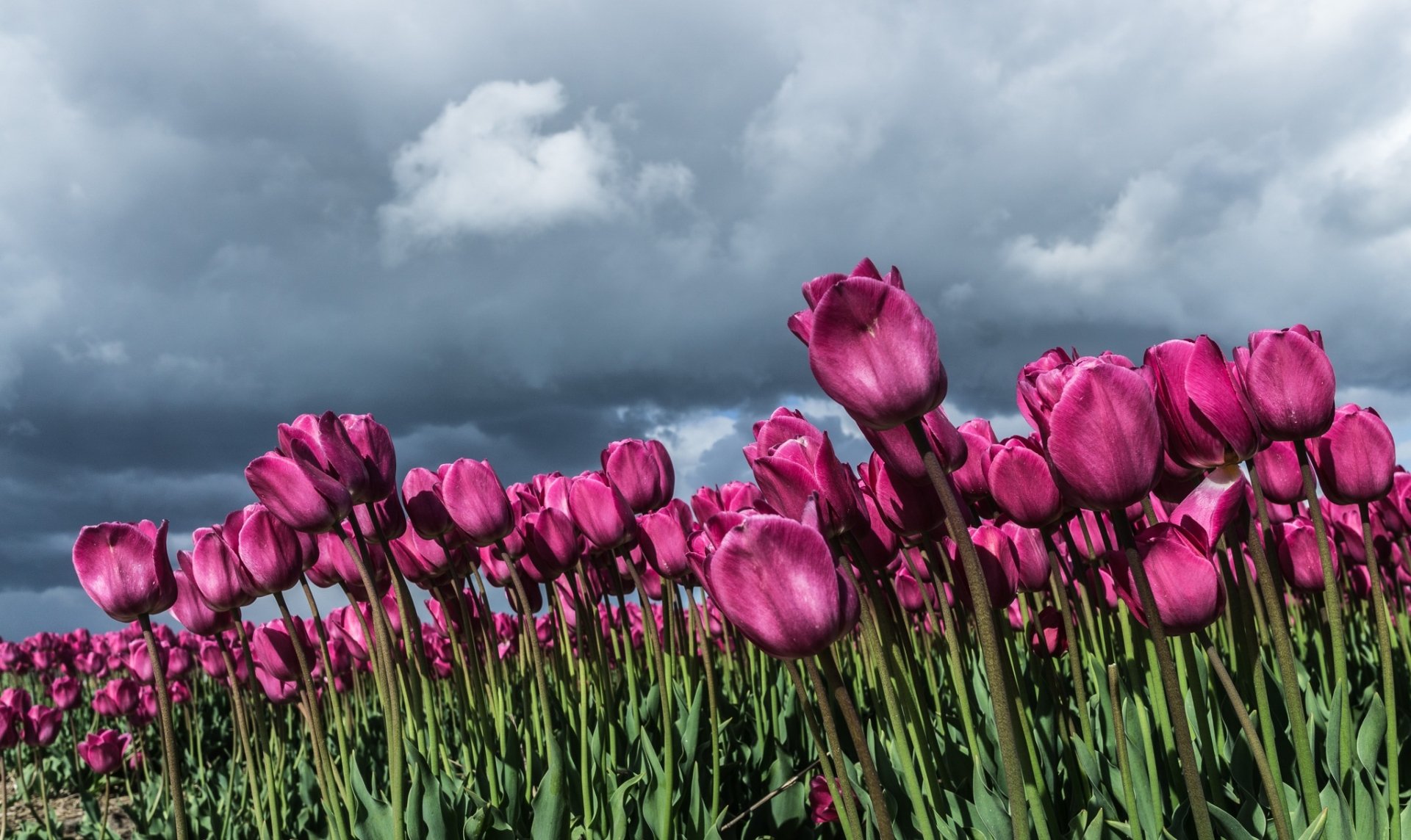 Download Pink Flower Flower Nature Tulip HD Wallpaper | 2048x1220 ...