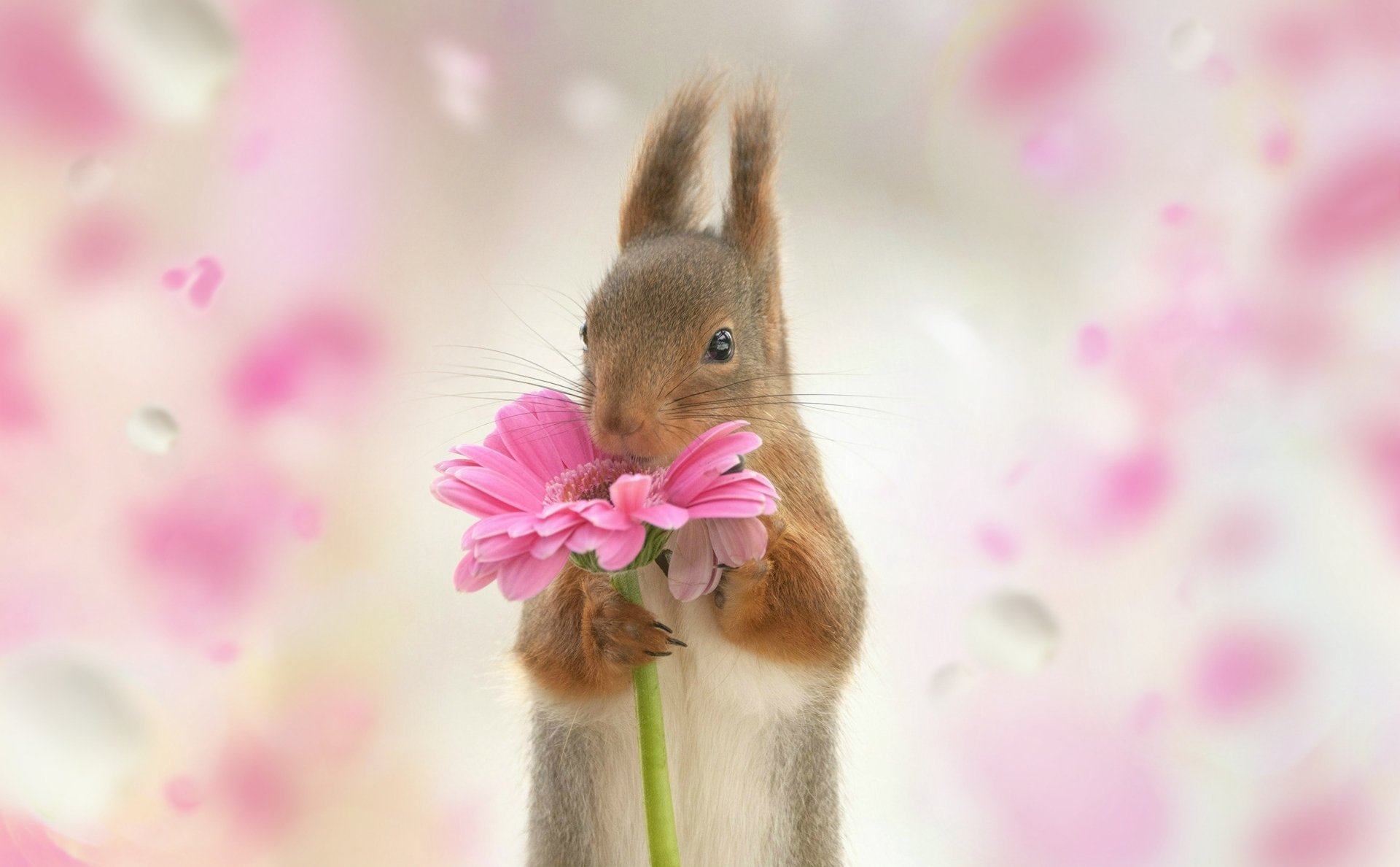 Download Pink Flower Rodent Animal Squirrel HD Wallpaper
