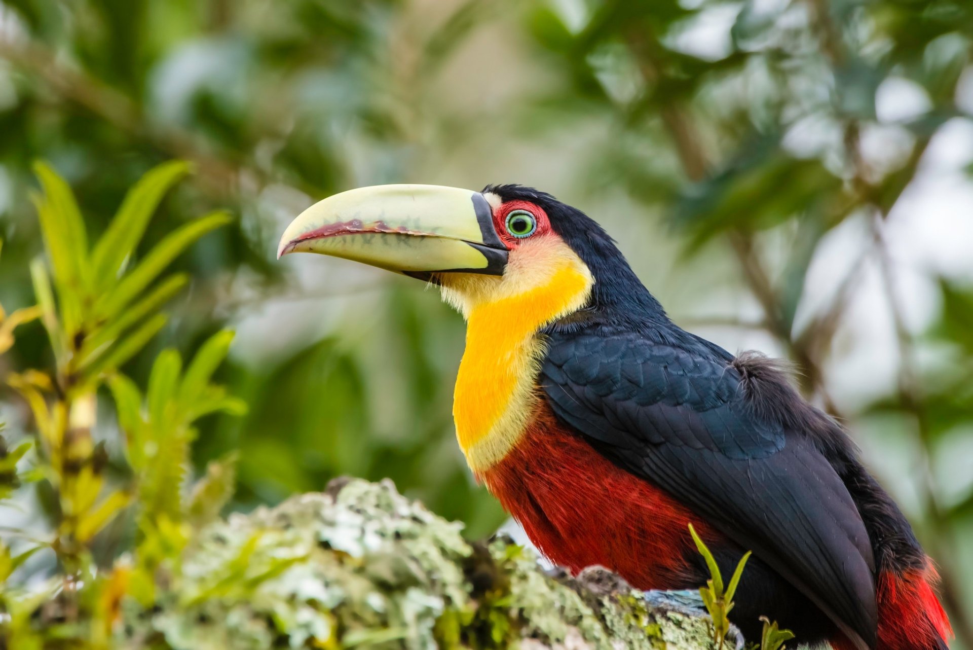 Vibrant Toucan HD Wallpaper – Stunning Bird in Natural Habitat ...