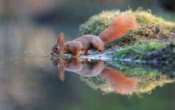 Download Reflection Water Rodent Squirrel Animal PFP