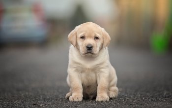 Labrador Retriever Pfp
