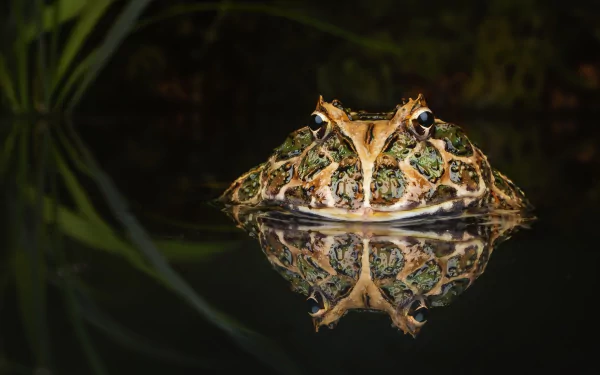 Devil Frog Wallpapers