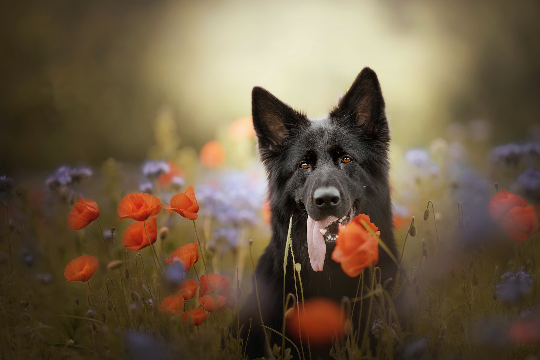 Download Red Flower Poppy Animal Dog HD Wallpaper