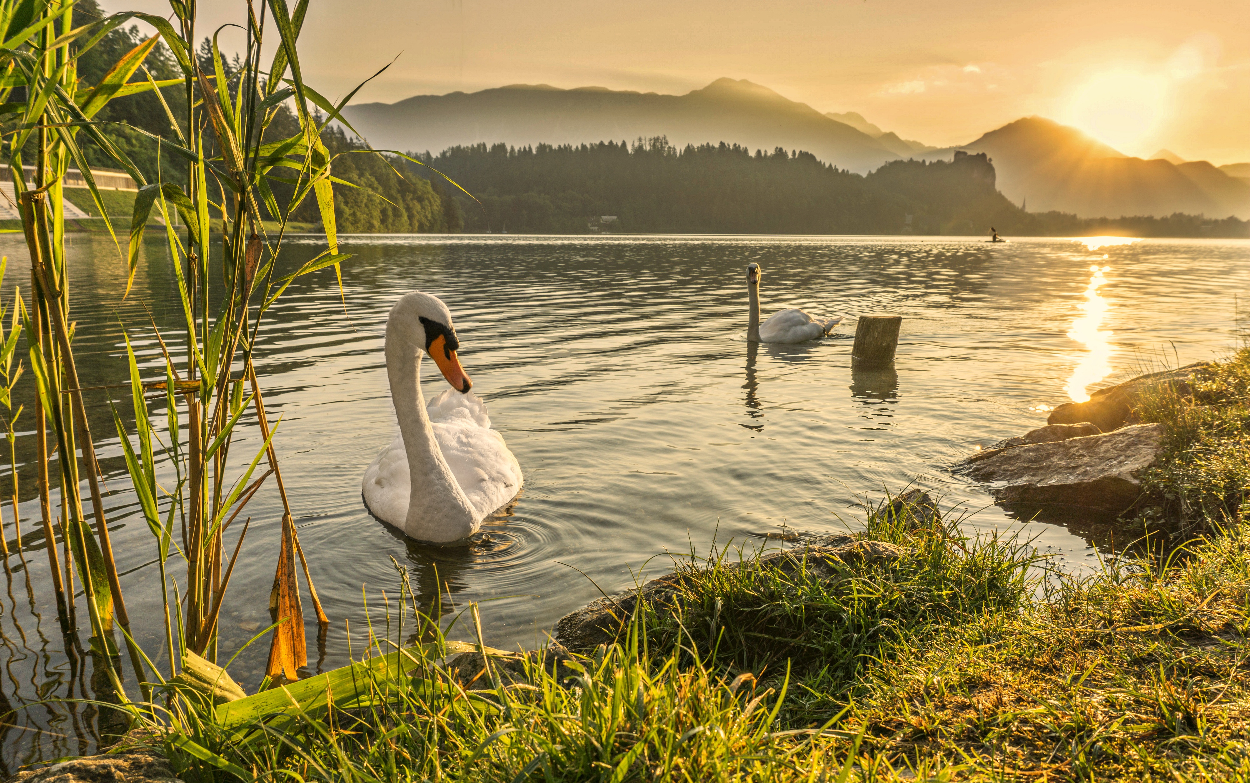 Download Bird Sunset River Animal Swan 4k Ultra HD Wallpaper