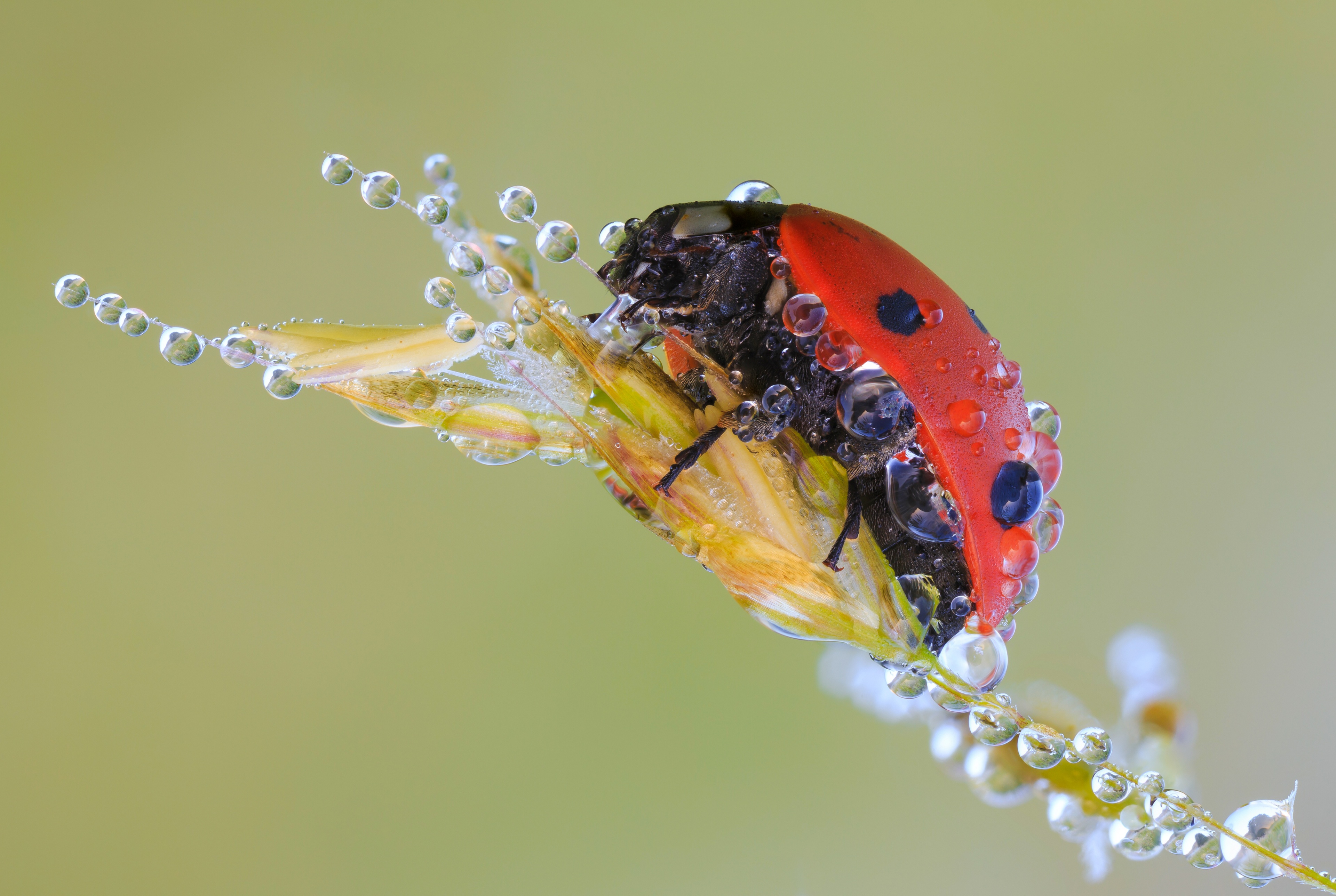 Ladybugs Wallpaper Hd Hd Desktop Wallpapers 4k Hd Images