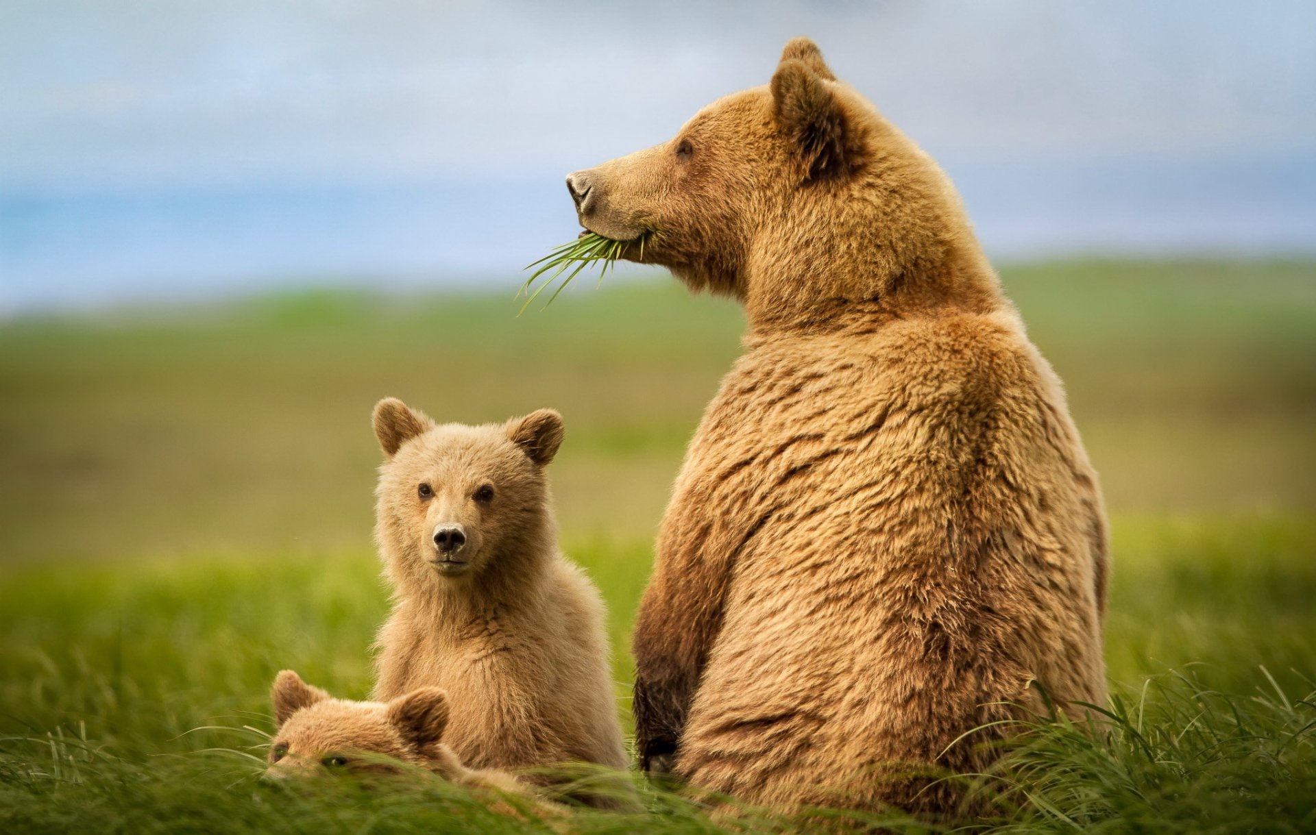 Majestic Bear Cub Family – Stunning HD Wildlife Wallpaper