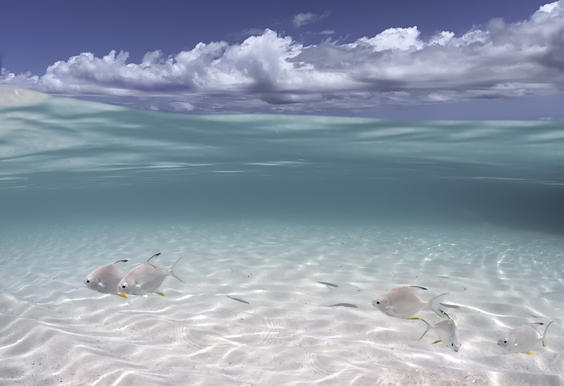 Download Underwater Cloud Sky Animal Fish HD Wallpaper | 2048x1400 ...