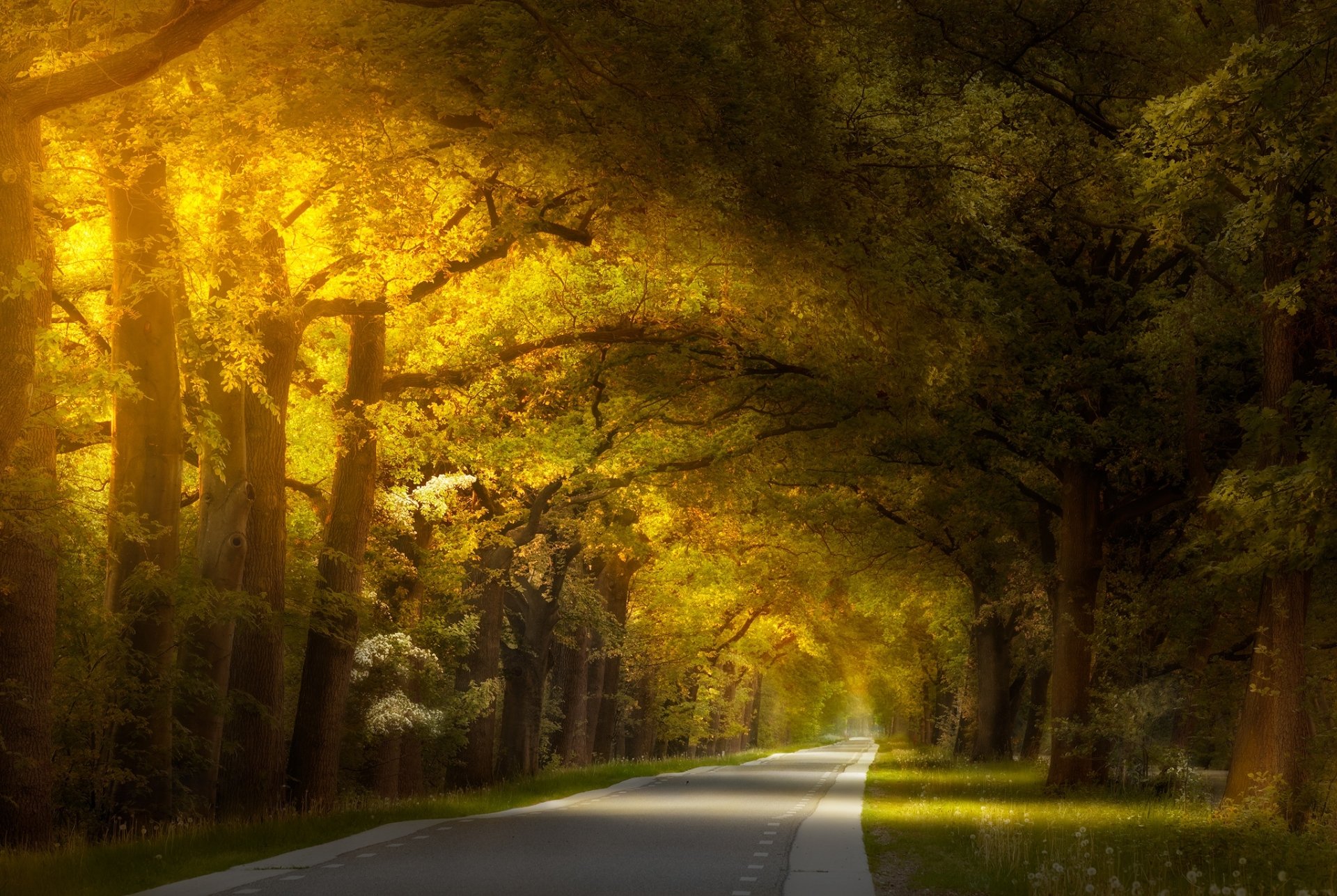 Golden Pathway: Nature's Embrace Meets Man-Made Roads - Stunning HD ...