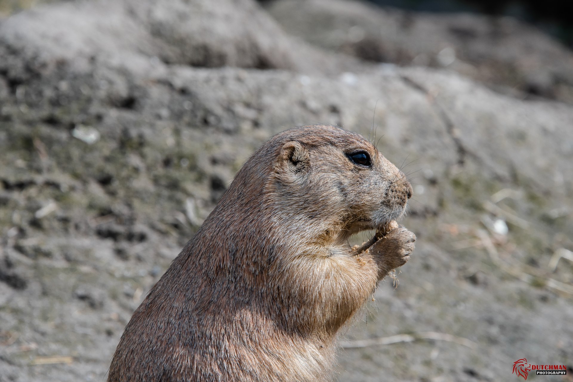 Download Portrait Eating Nature Animal Prairie Dog 4k Ultra HD ...