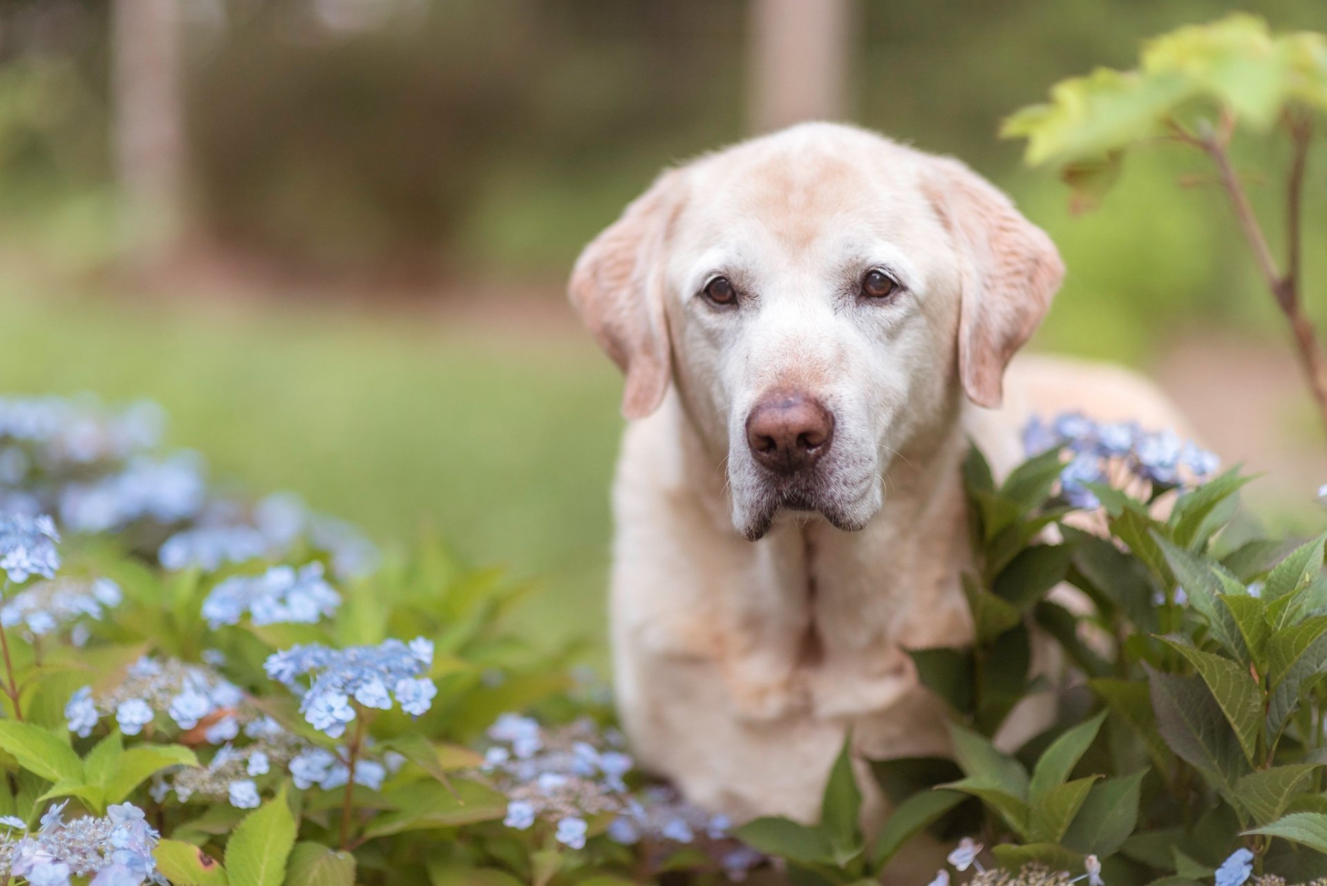 Download Hydrangea Dog Flower Animal Labrador Retriever HD Wallpaper