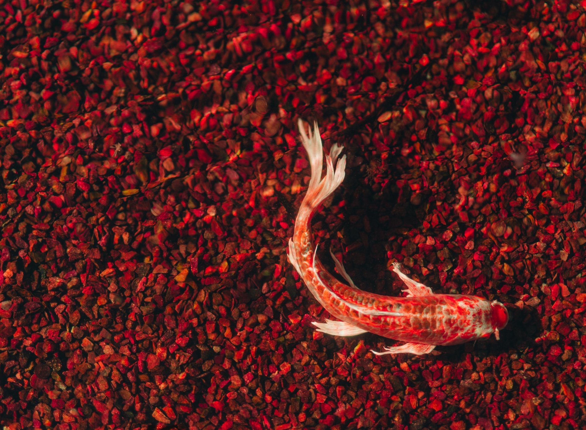 Download Water Fish Animal Koi 4k Ultra HD Wallpaper by Nathan Dumlao