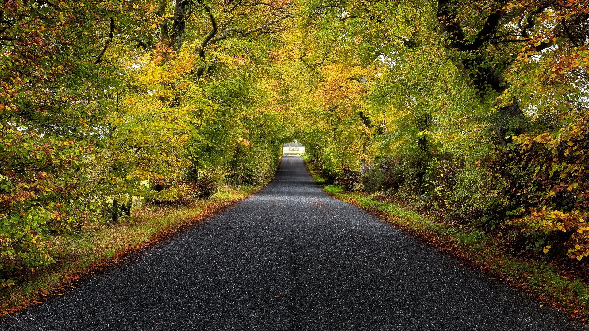 4K Ultra HD Tree Tunnel Road: Nature Meets Man-Made Pathway