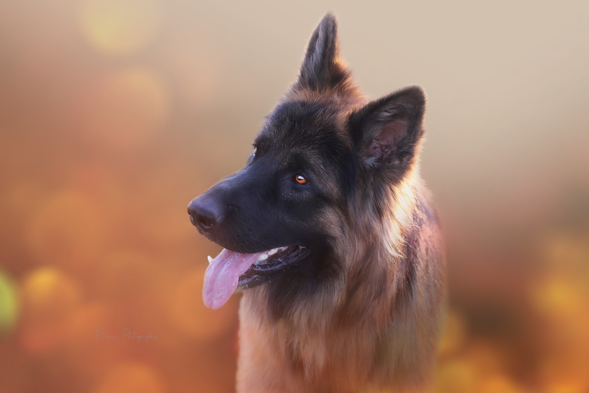 Animal German Shepherd HD Wallpaper