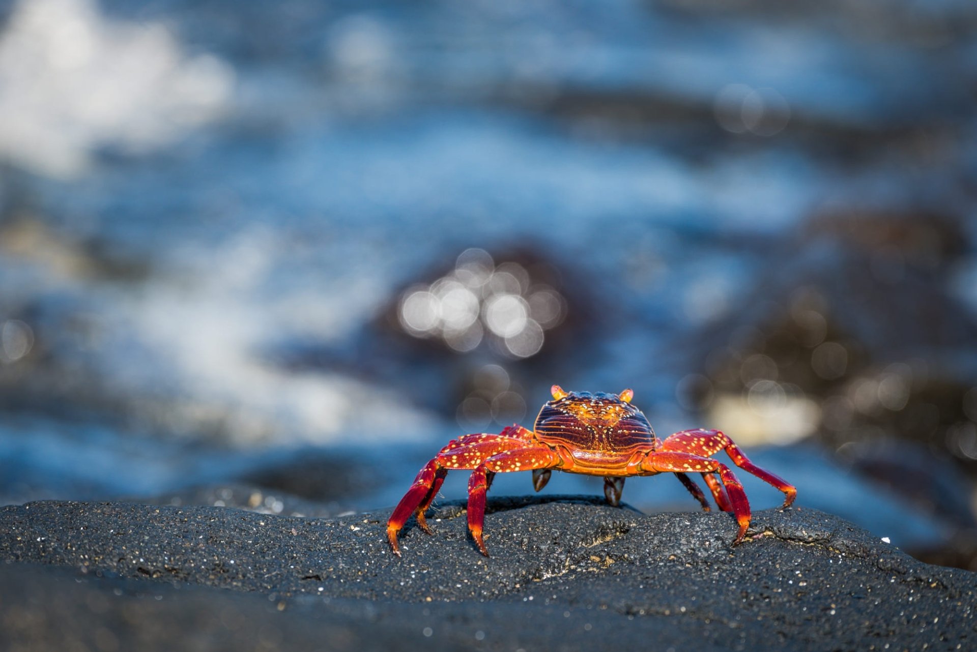 Download Crustacean Animal Crab HD Wallpaper
