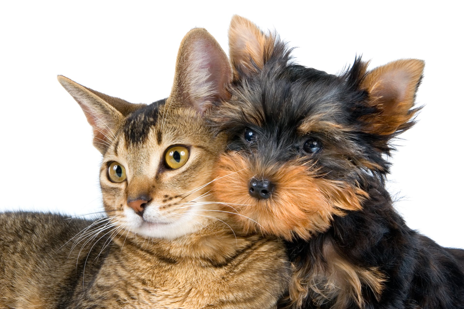 Charming Cat & Yorkshire Terrier Duo – HD Animal Wallpaper