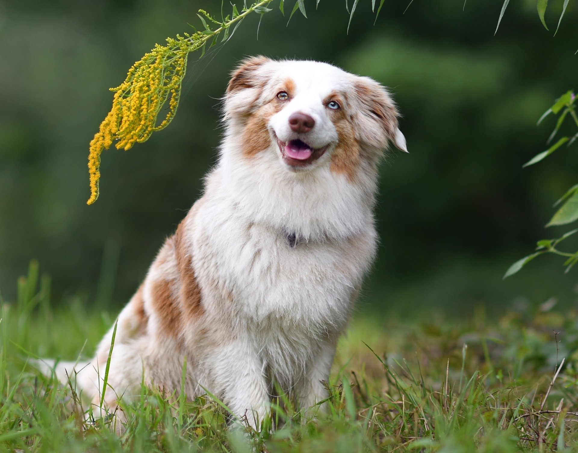 Download Dog Animal Australian Shepherd HD Wallpaper
