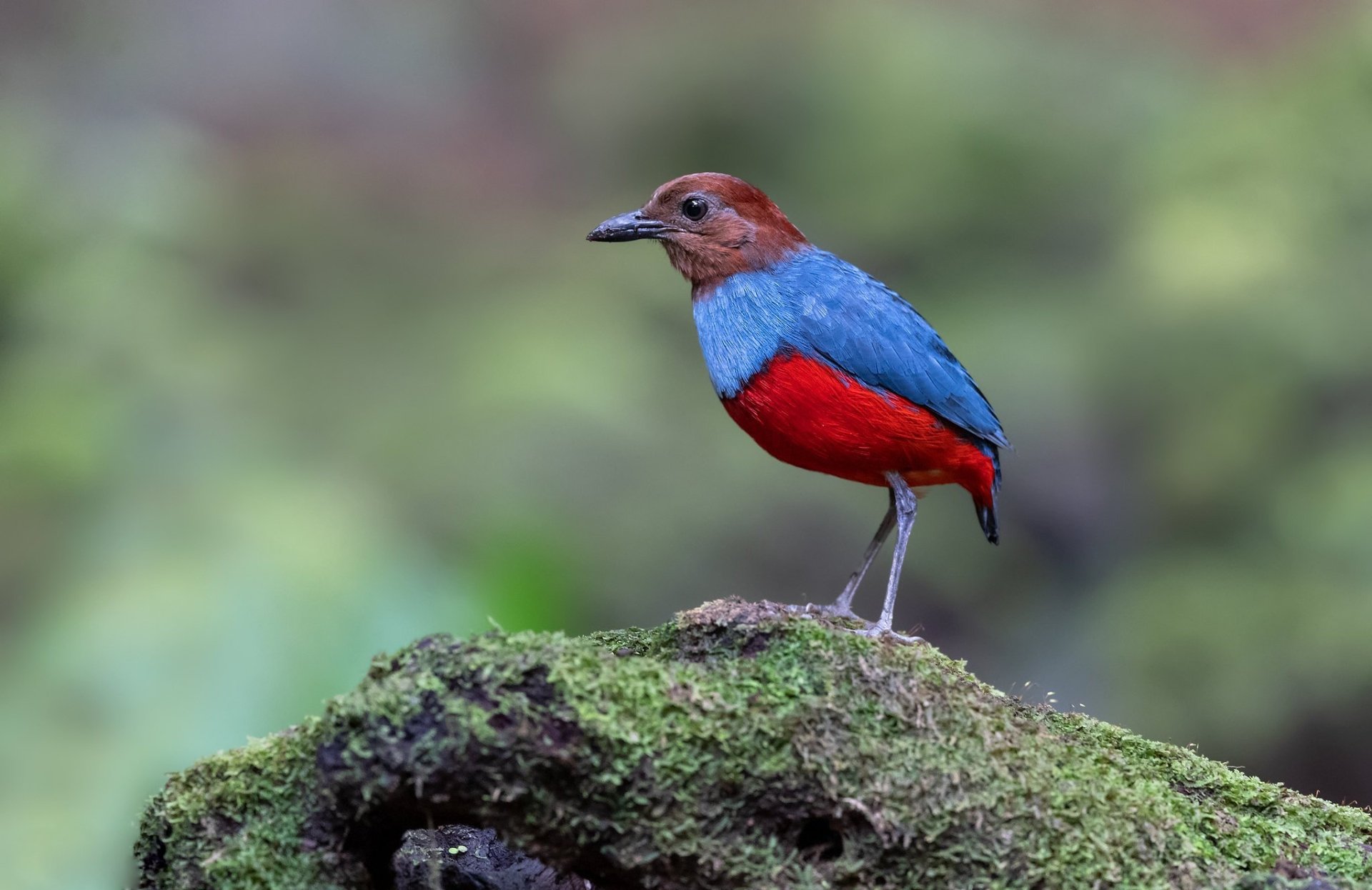 Download Blue-breasted Pitta Animal Bird HD Wallpaper