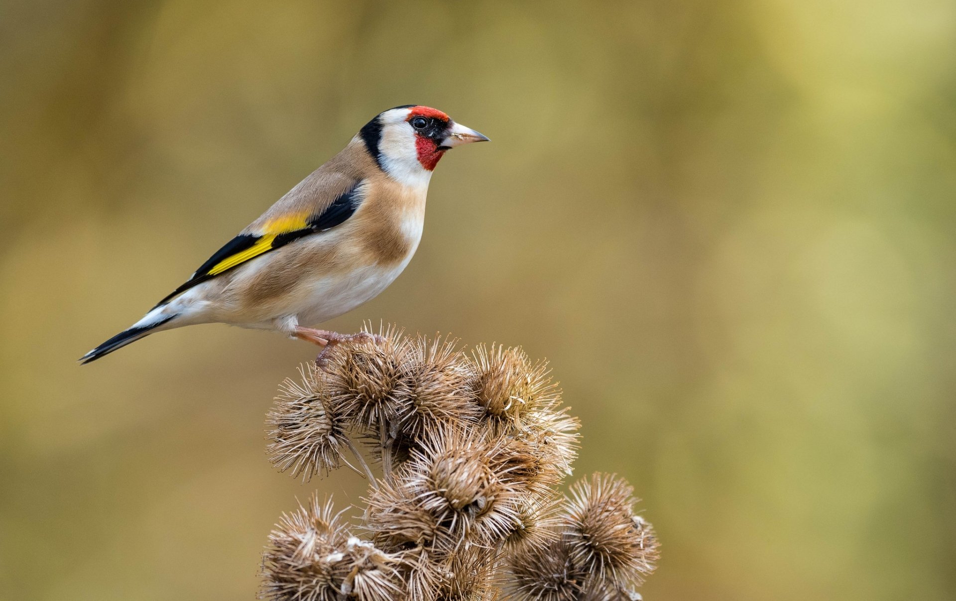 Download European Goldfinch Bird Animal Goldfinch HD Wallpaper