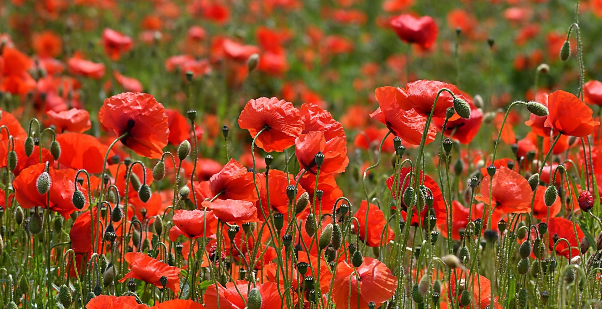 Poppy HD Wallpaper | Background Image | 2101x1080