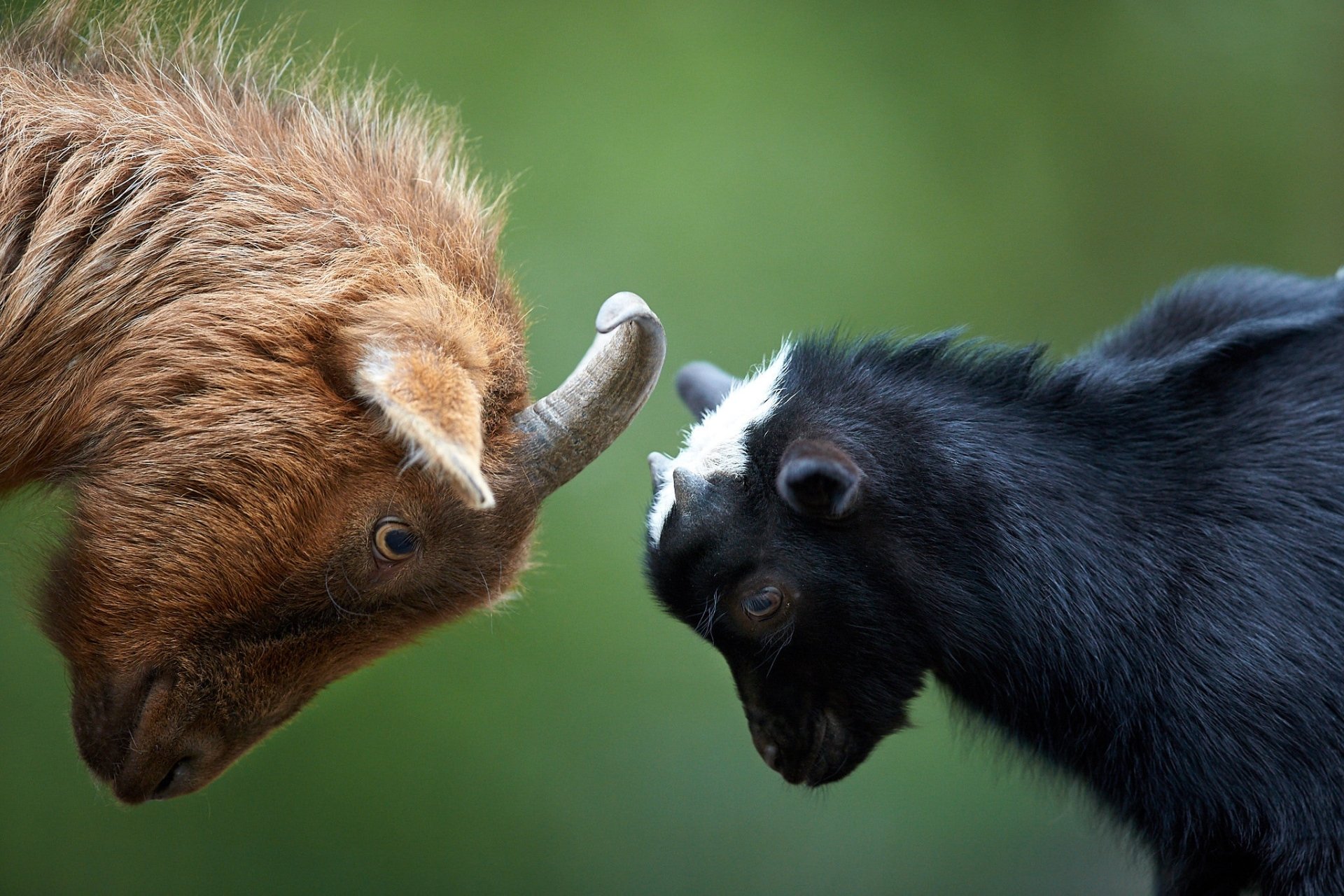 Download Baby Animal Animal Goat HD Wallpaper