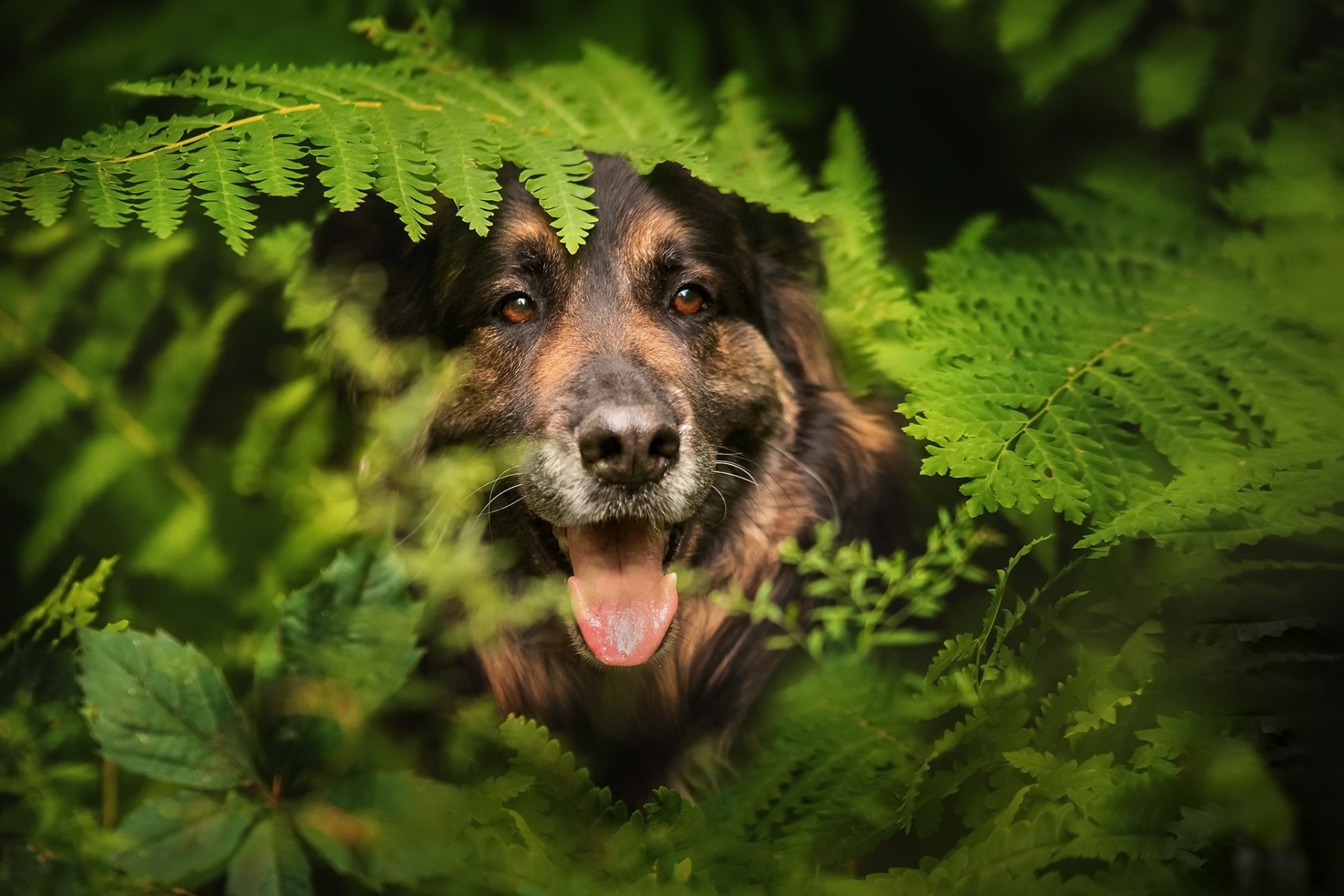 Download Fern Animal Dog HD Wallpaper