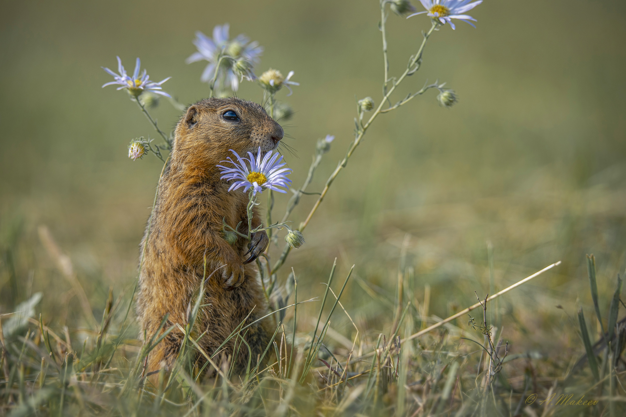 Download Animal Marmot HD Wallpaper