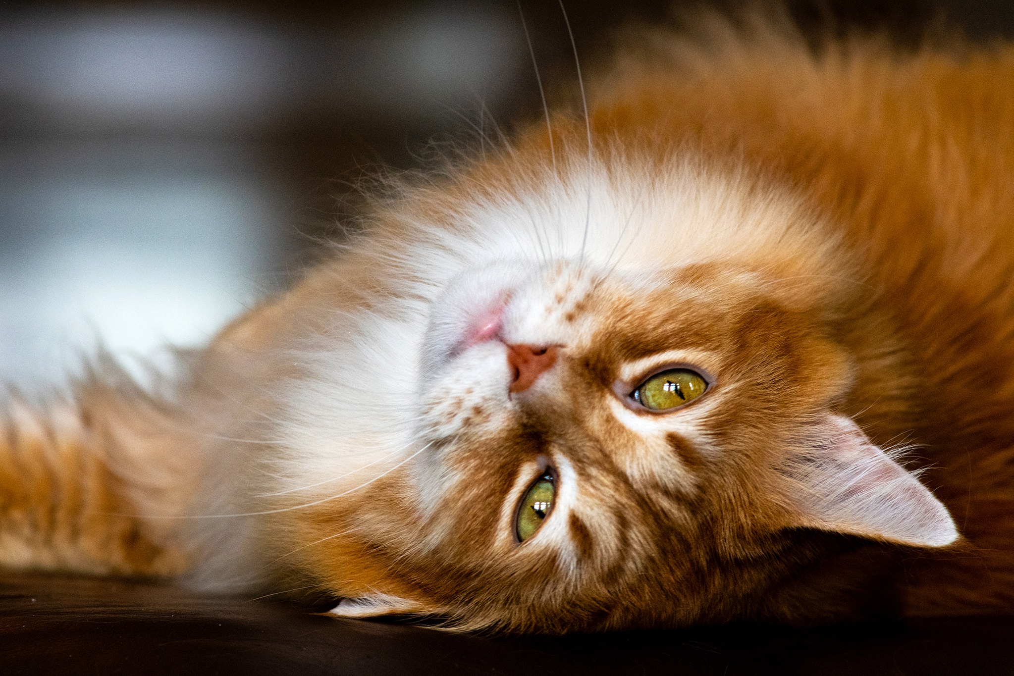 Cat Pet Ipad Wallpapers