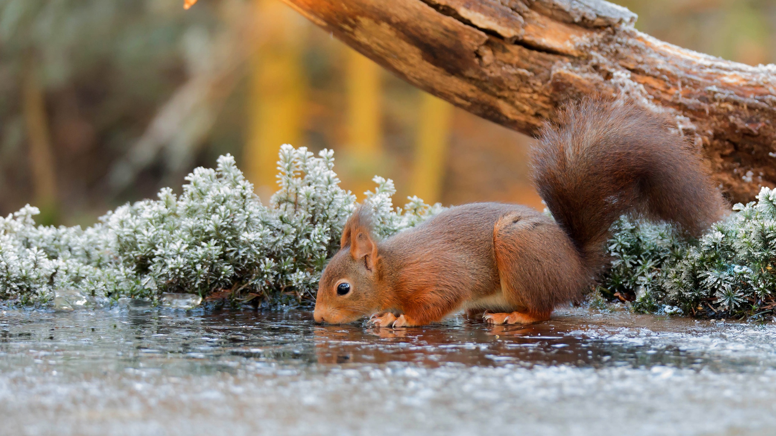 Free Download Hd Bing Curious Squirrel Wallpaper