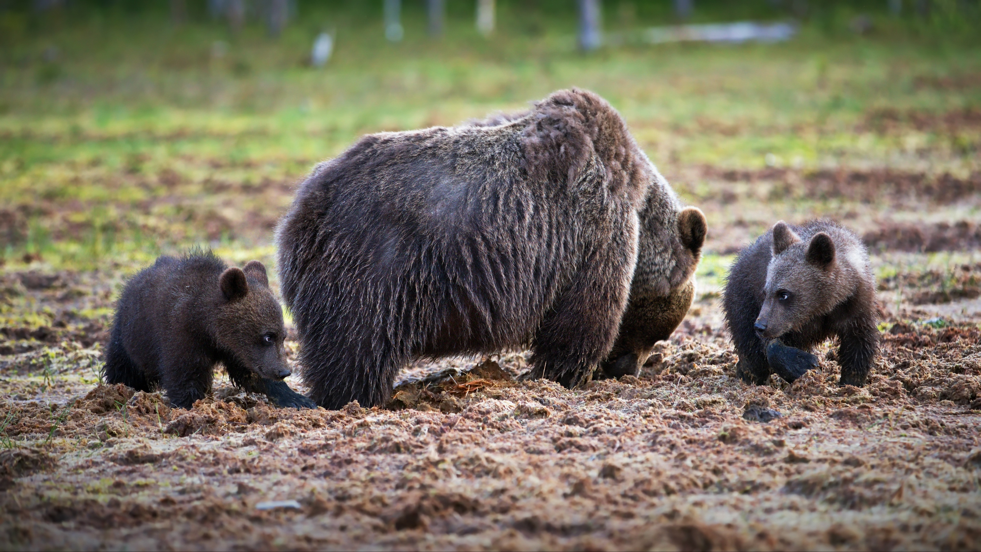 Download Baby Animal Cub Animal Bear HD Wallpaper