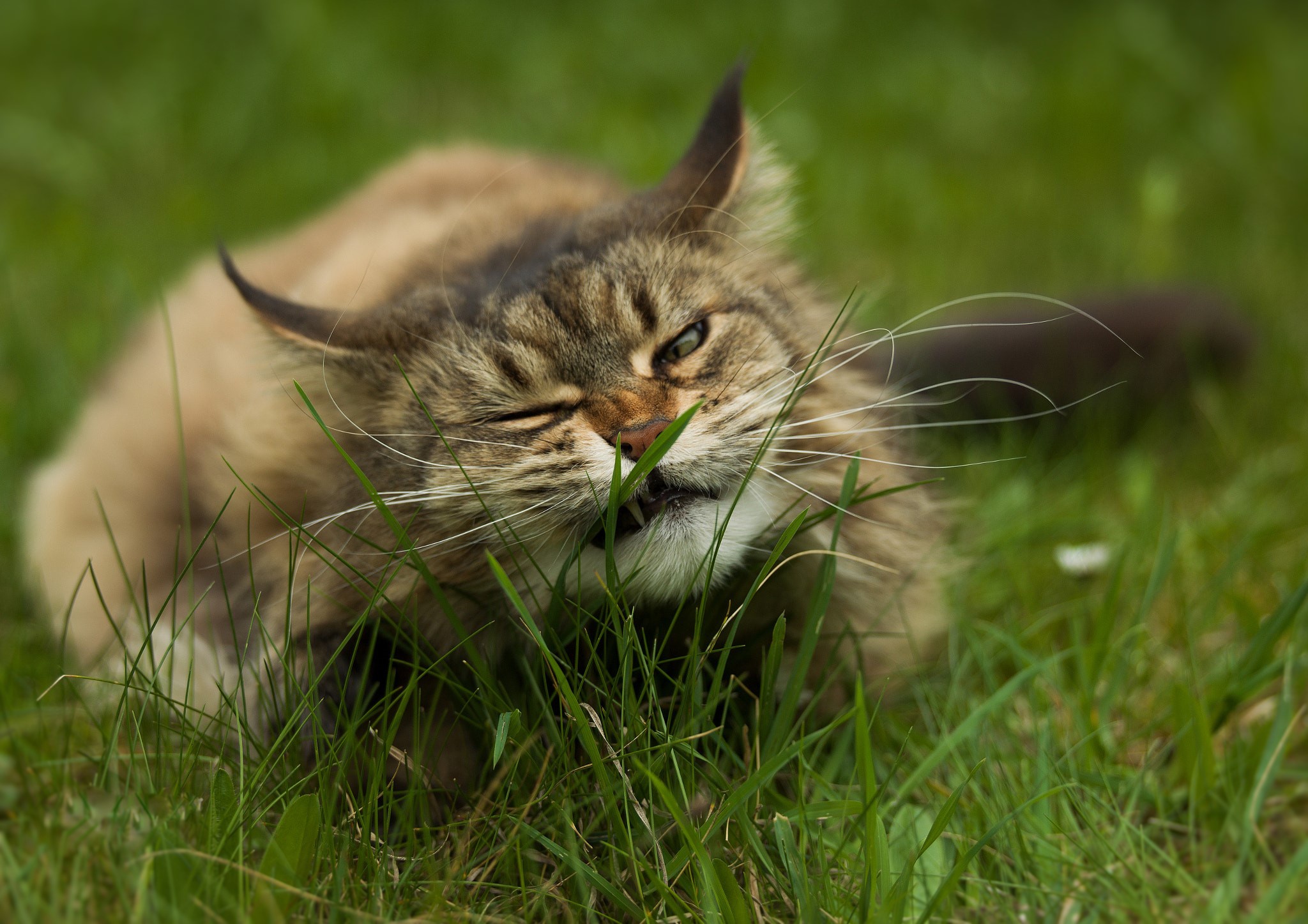 Download Grass Animal Cat HD Wallpaper