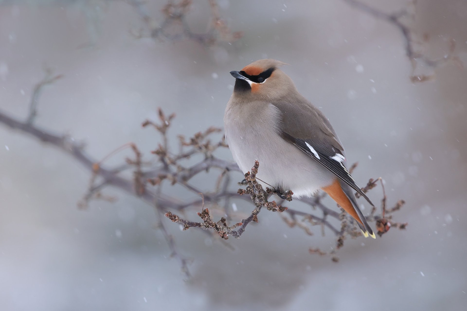 HD Waxwing Wonder: Stunning Bird in Winter's Embrace